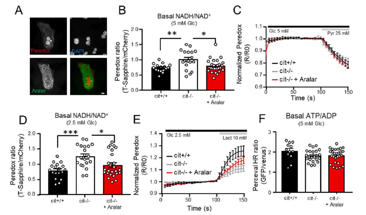Calcium signalling in mitochondria and insulin/leptin signalling during ...