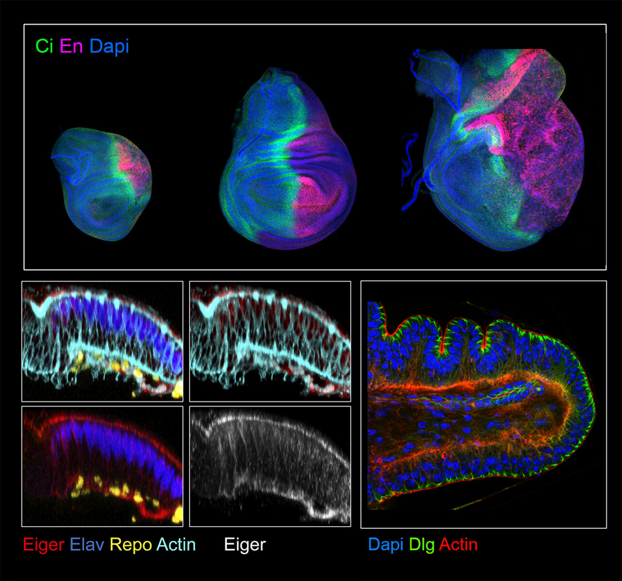Respuesta celular al estrés y morfogénesis - Centro de Biología ...