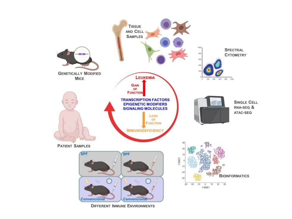 Cellular plasticity in development and cancer - Centro de Biología ...