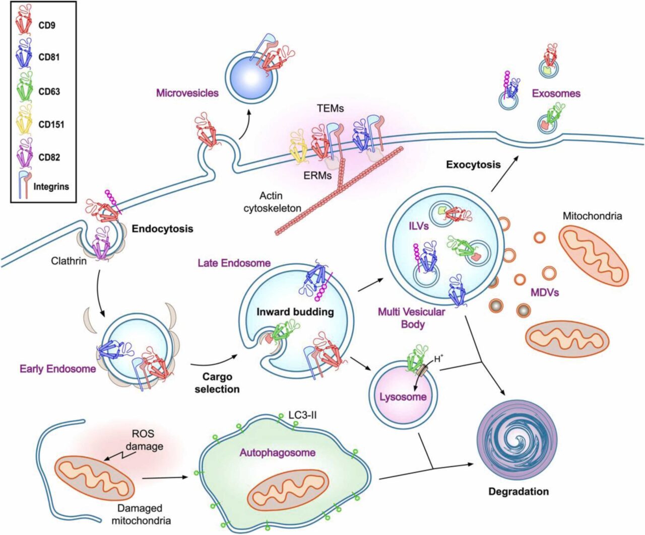 Tetraspanin-enriched membrane microdomains in extracellular vesicles ...