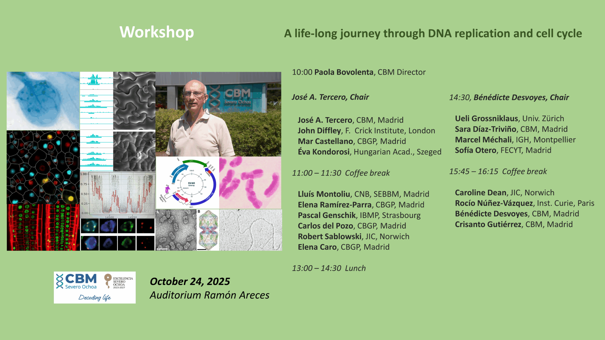 A life-long journey through DNA replication and cell cycle - Centro de ...