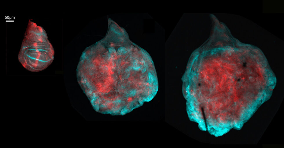 La mosca del vinagre ayuda a entender las múltiples caras de una ...